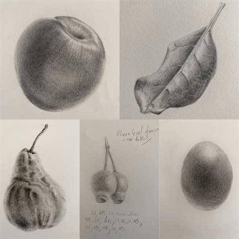 Introduction to Botanical Drawing with Graphite Pencil | Borough of ...