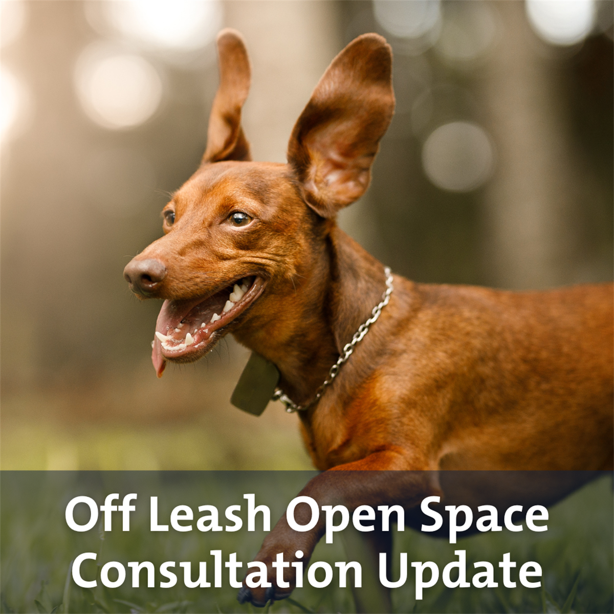 Off Leash Open Space Consultation Update | Borough of Queenscliffe